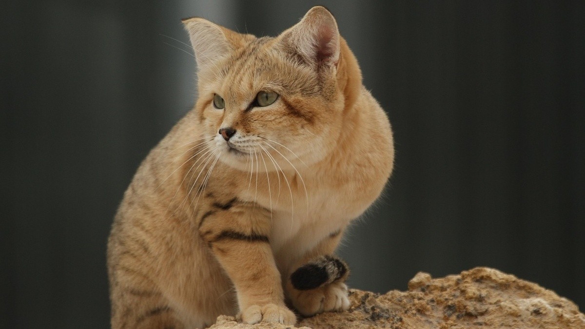 Male or female cat? These 10 signs help you easily tell them apart.