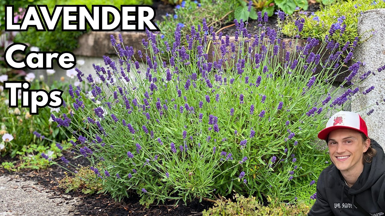 LAVENDER - How to Grow Bushy Plants with Lots of Flowers - Growing ...
