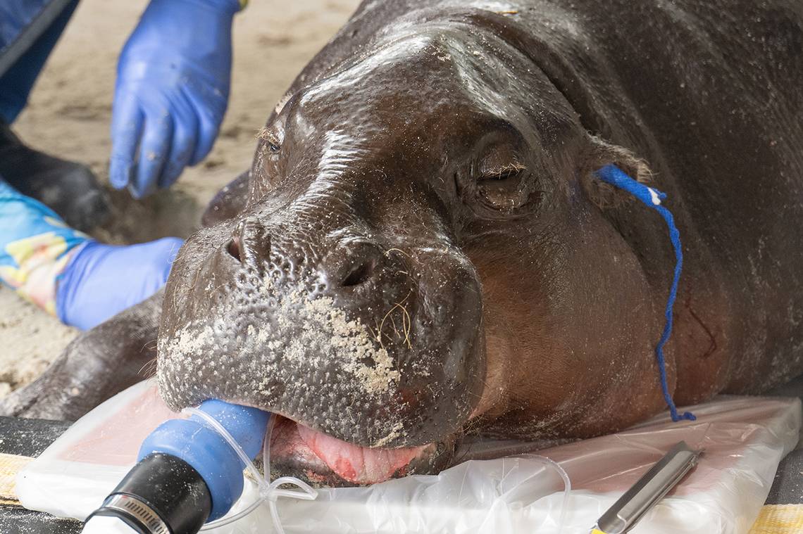 Zoo Miami's adorable pygmy hippo gets health check. Take a look