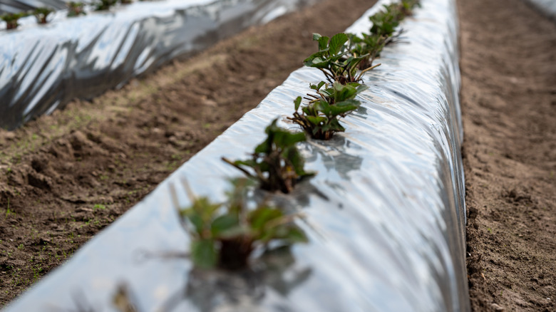 Is Solarizing The Trick To Keeping Mealybugs Away? Here's What To Know