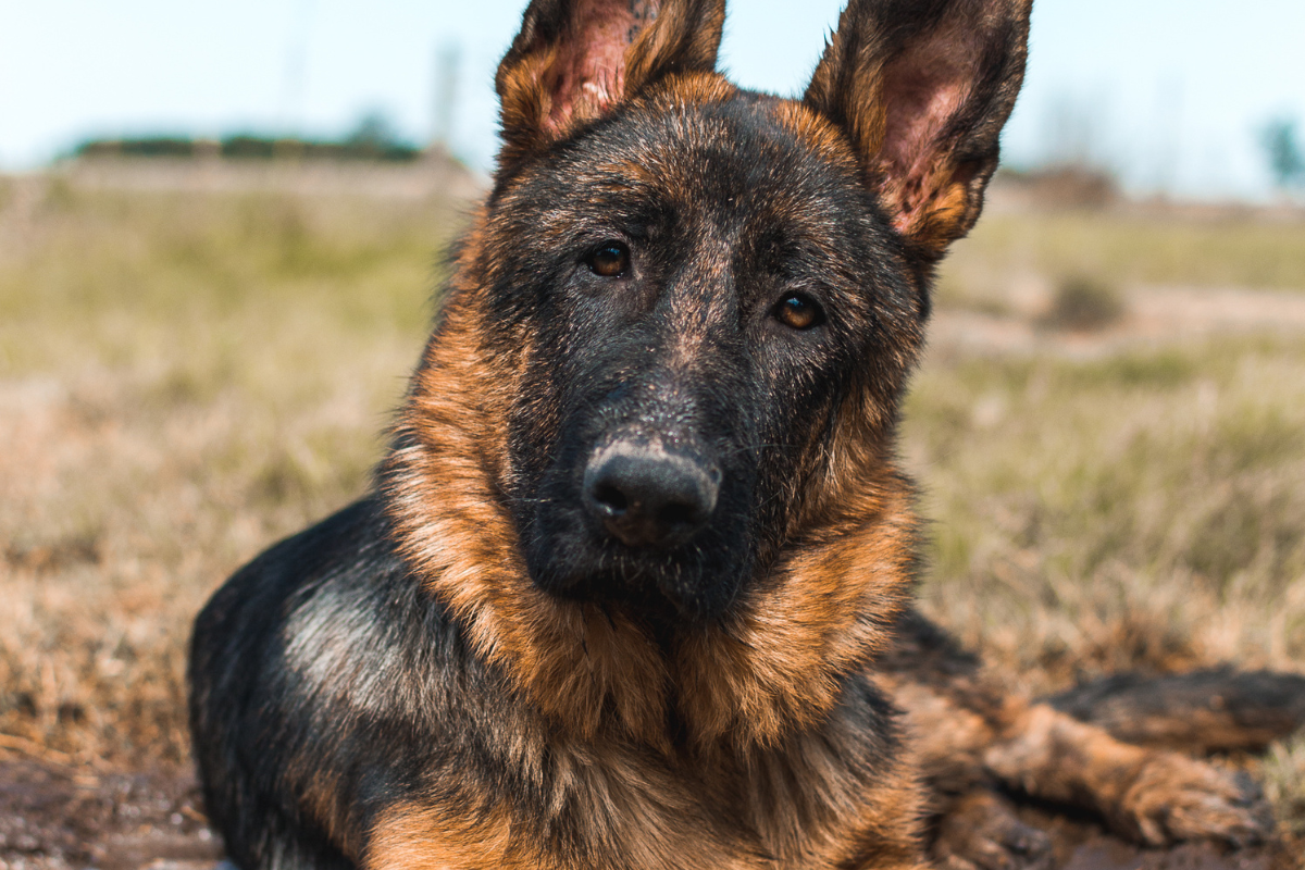 German Shepherd Dove Headfirst Into Mud Bath Chaos and Has Zero Regrets