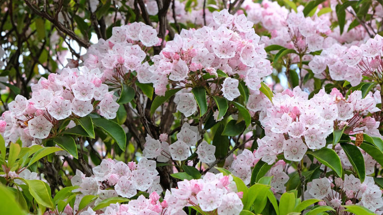 14 Beautiful Plants For Your Front Yard That Will Add Major Curb Appeal