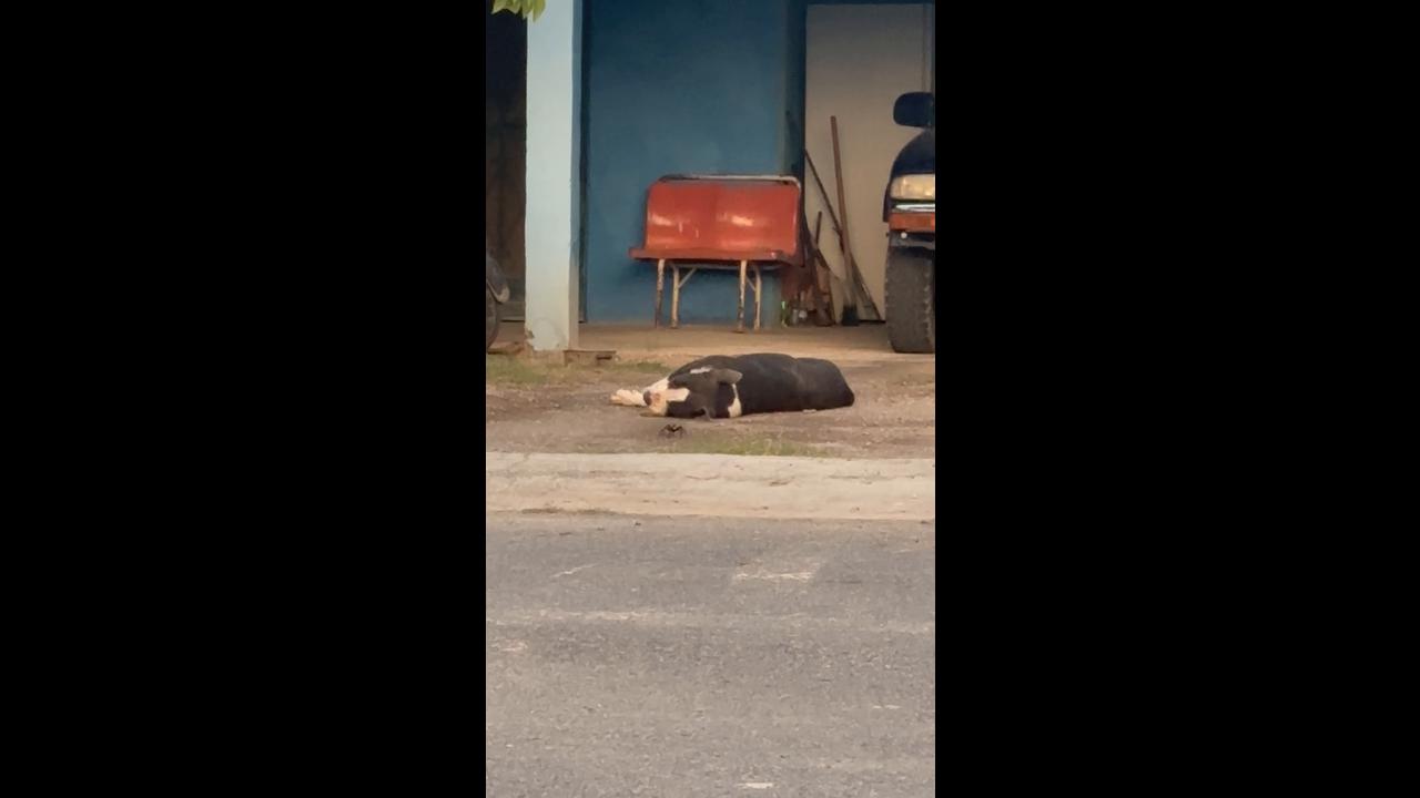 Sleepy Guard Animals