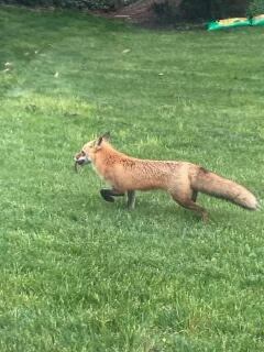 Fox sightings in metro neighborhoods: Is there reason for concern?