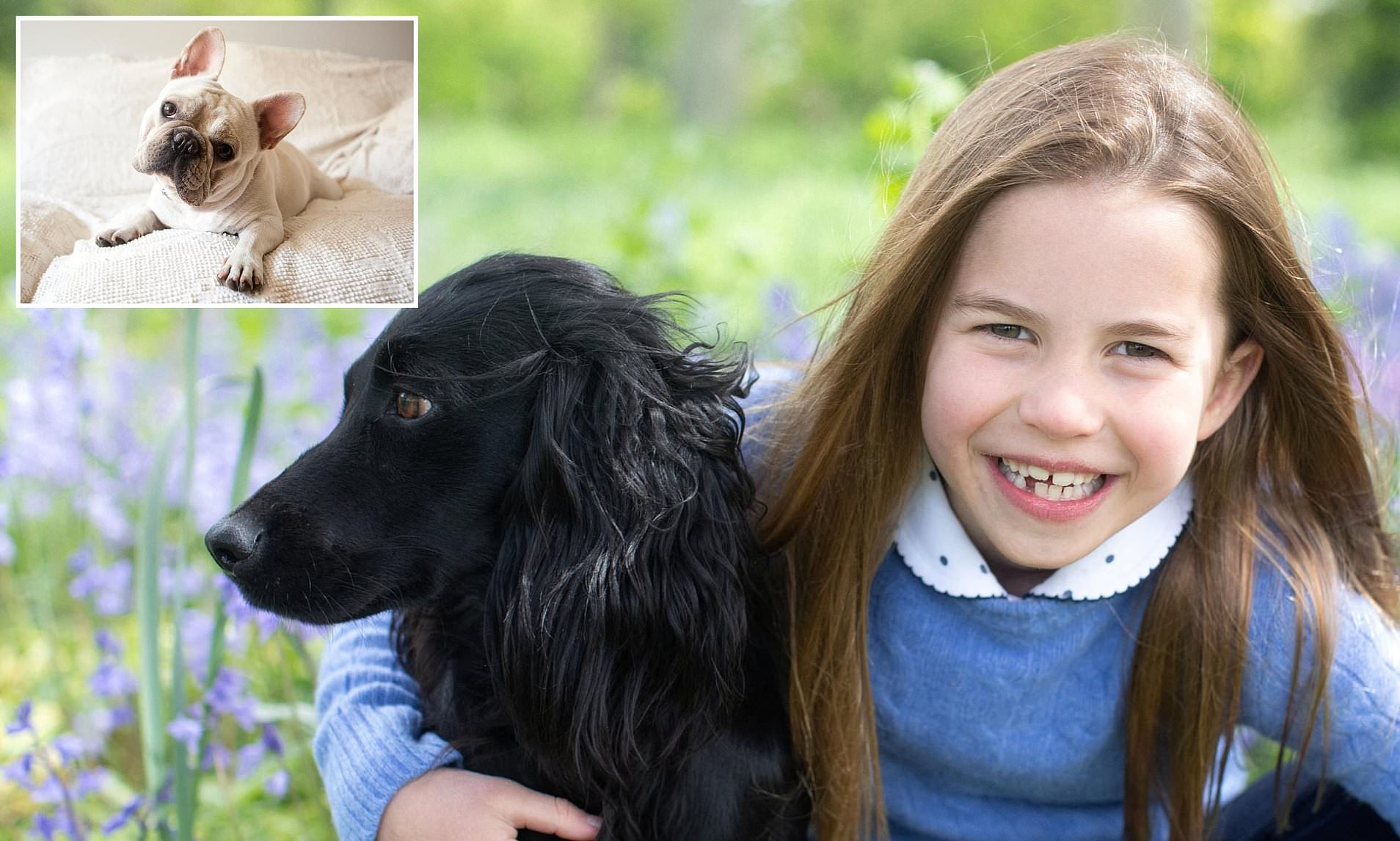 Spaniels replace 'unhealthy' French bulldogs as UK's favourite dog breed