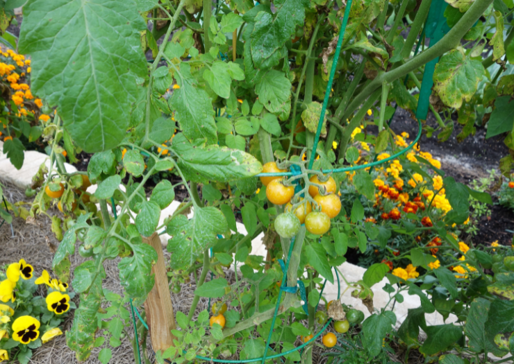 The Ultimate Guide to Companion Planting