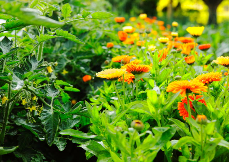 The Ultimate Guide to Companion Planting