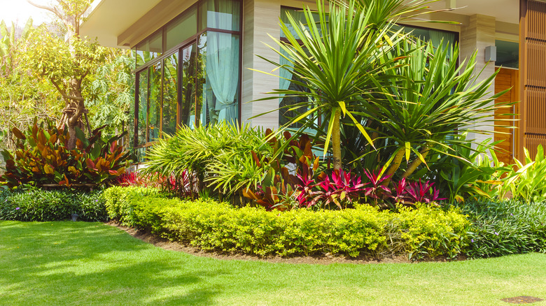 14 Beautiful Plants For Your Front Yard That Will Add Major Curb Appeal