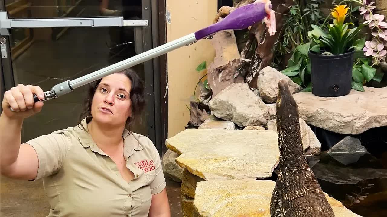 Feeding quick monitor lizards