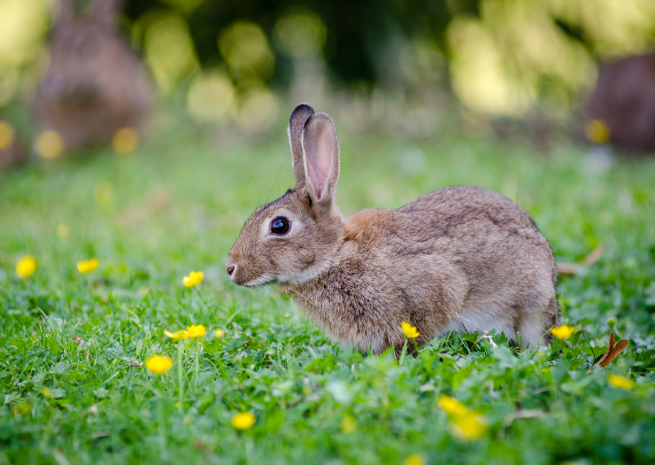 The Ultimate Guide to Companion Planting