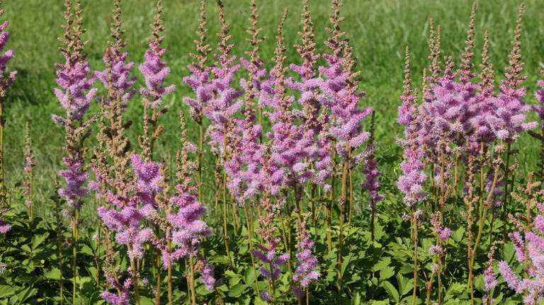 14 Beautiful Plants For Your Front Yard That Will Add Major Curb Appeal