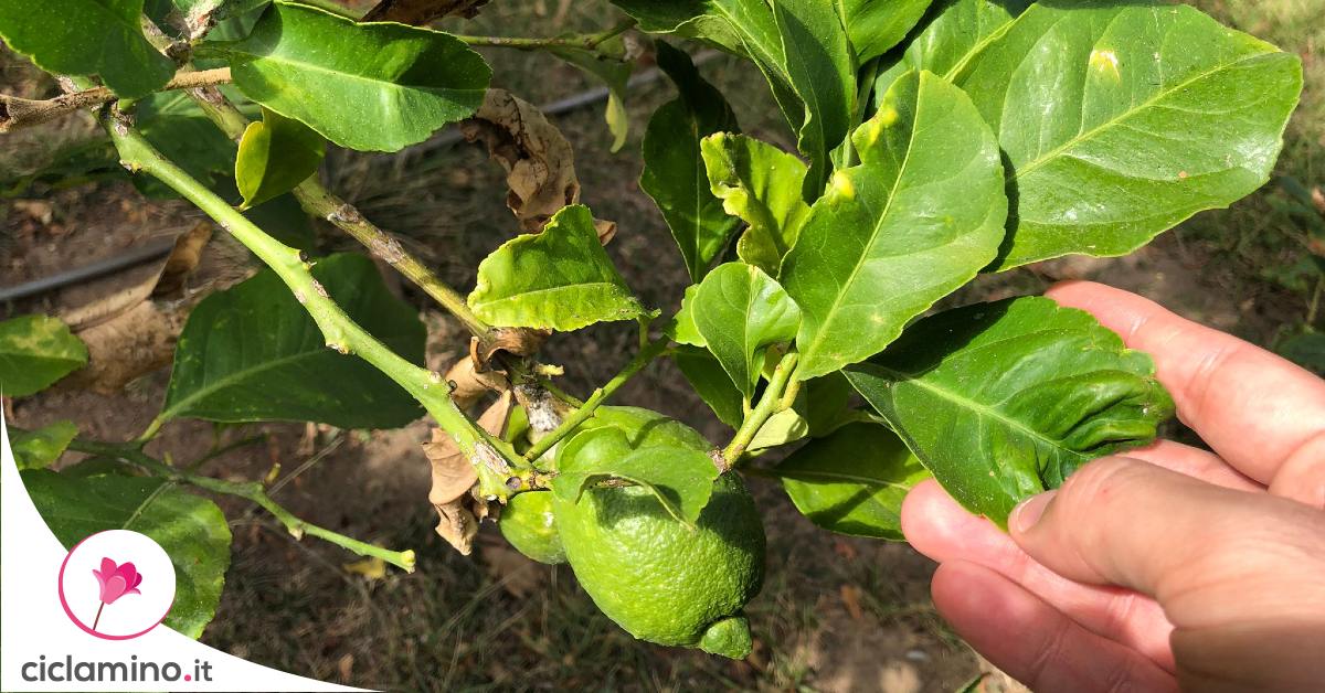 Se le foglie del limone sono tutte arricciate cambia l’innaffiatura ...