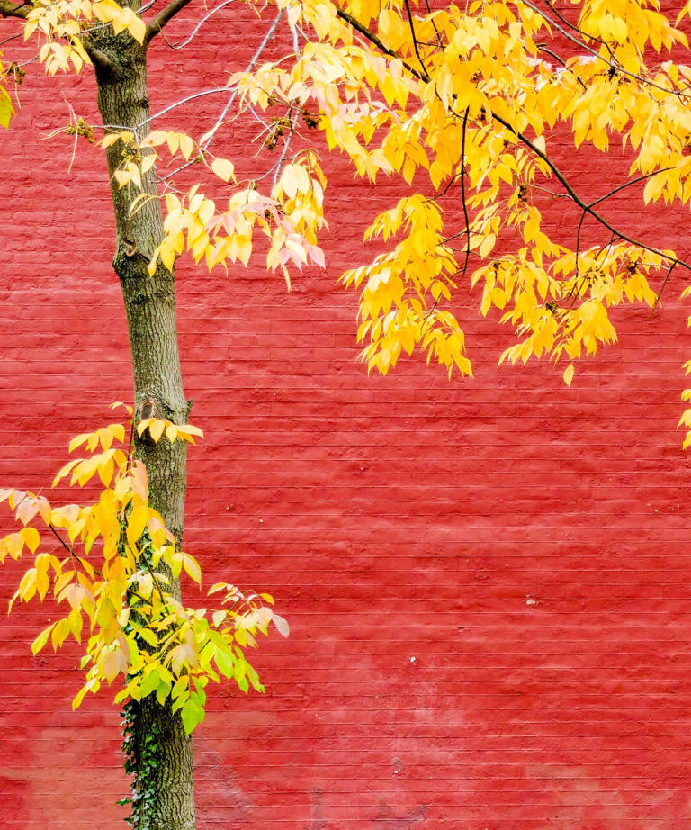 What's your birth month tree? Discover the symbolism behind yours and ...