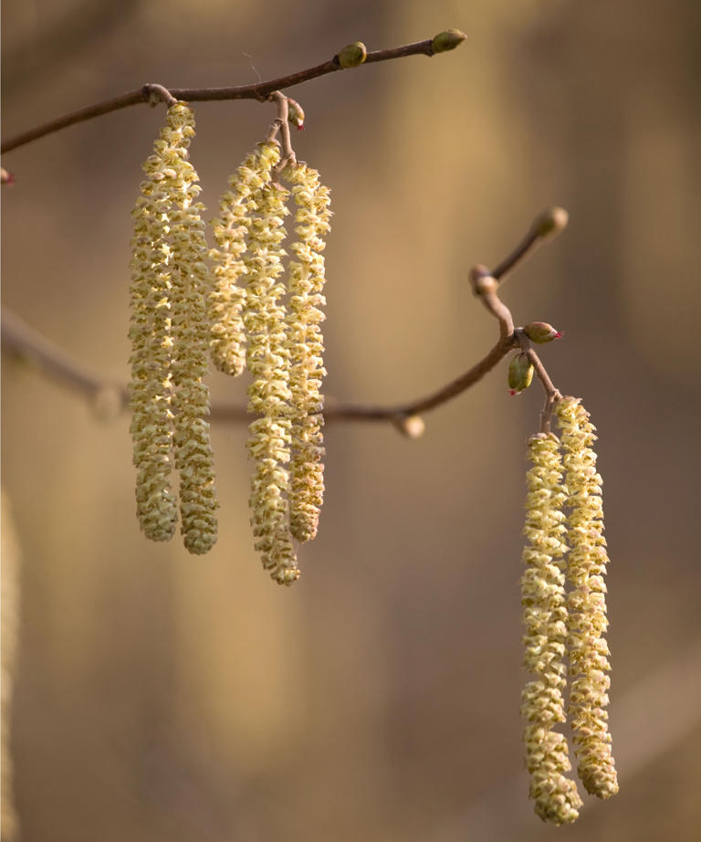 What's your birth month tree? Discover the symbolism behind yours and ...