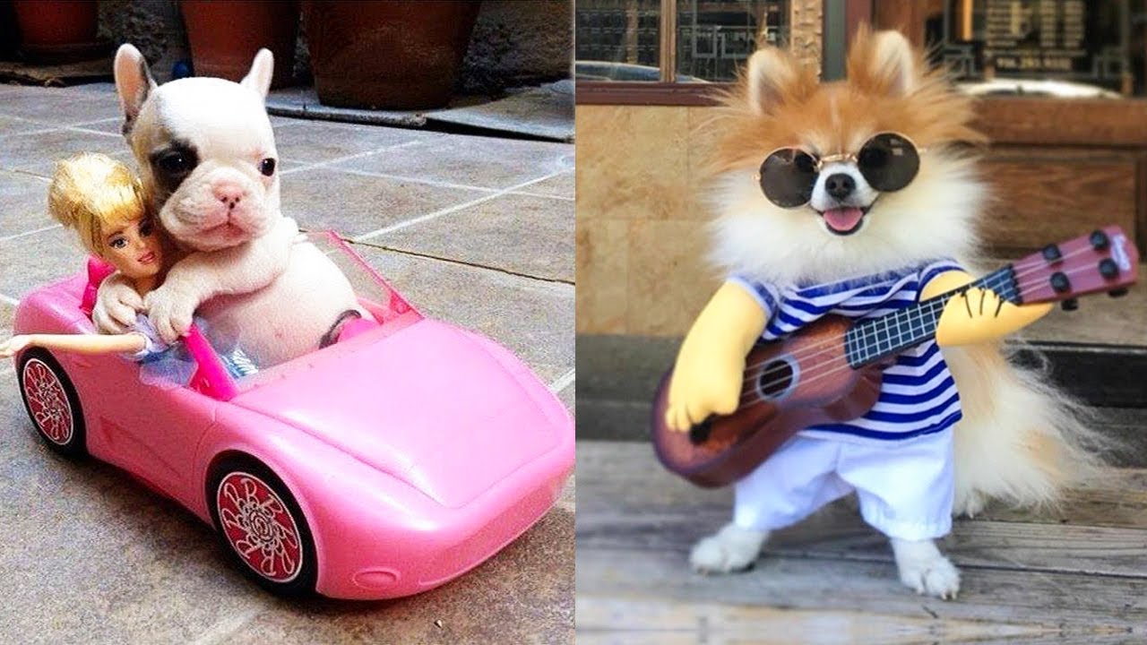 Geen Trucs Nodig, Dit Dier Is van Zichzelf Al Leuk | grappige dierenvideo