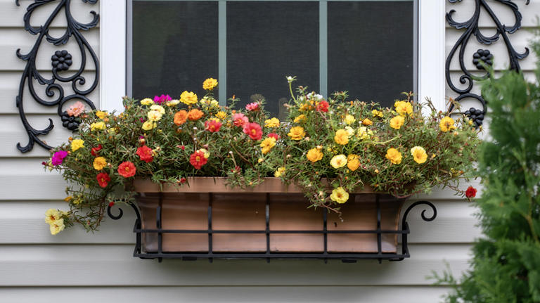 The 17 Best Flowers That Will Thrive In Window Boxes