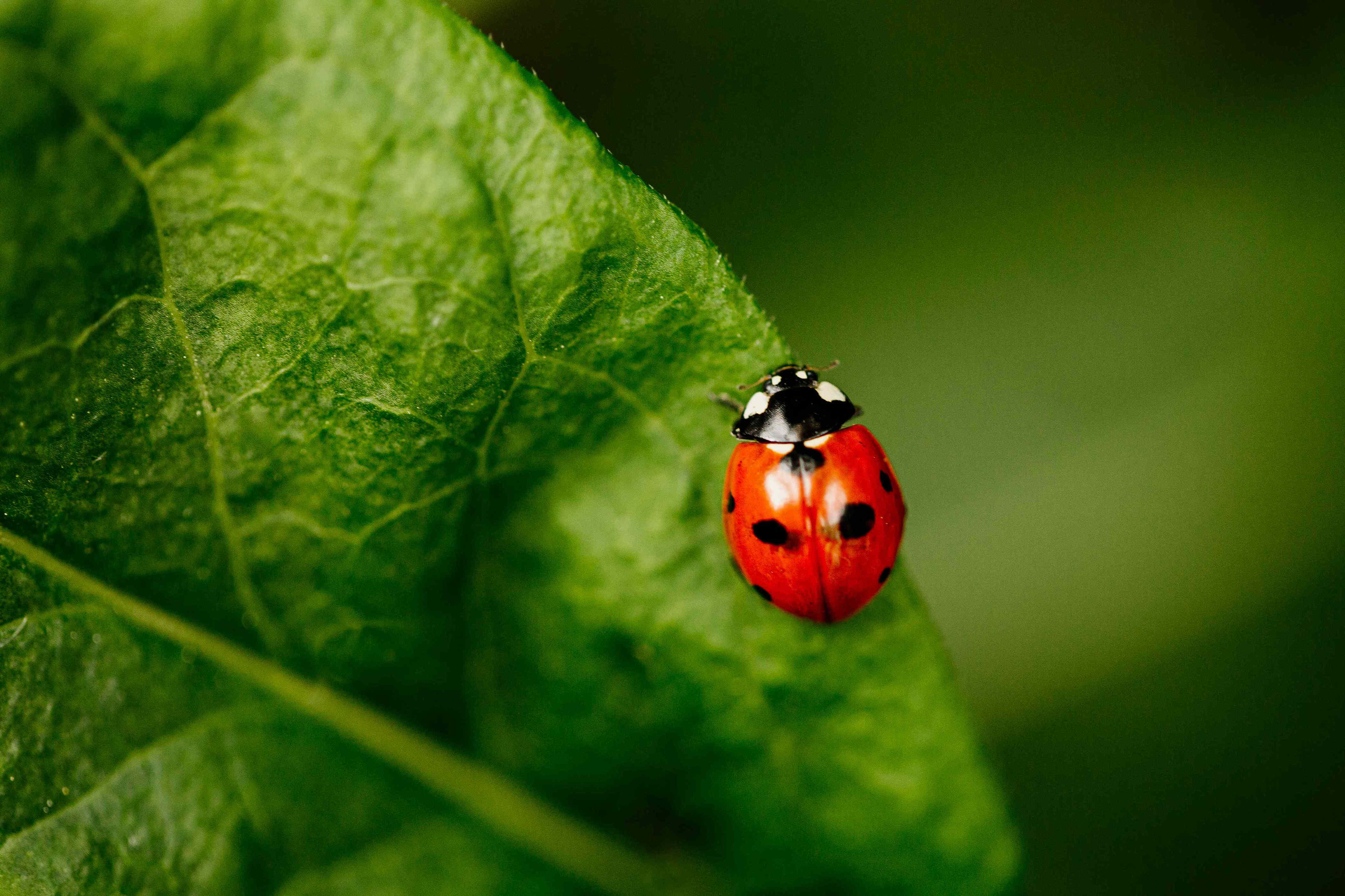 4 Beneficial Bugs That Eat Grubs—and Naturally Promote a Healthier Garden