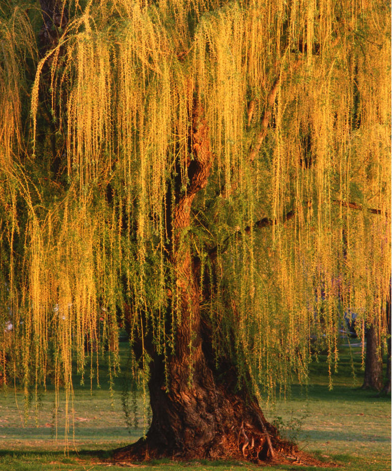 What's your birth month tree? Discover the symbolism behind yours and ...