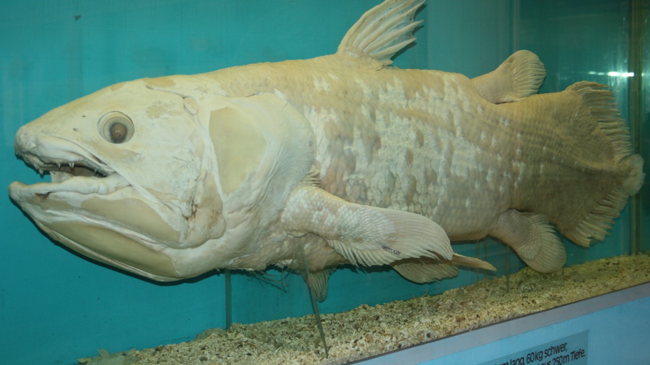 9 fossils that prove theories wrong