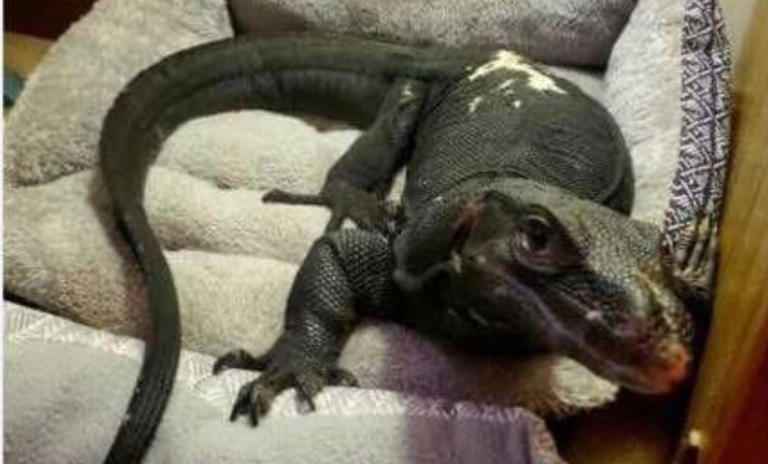 Lizard still at large: Webster water monitor crosses state lines into Conn.