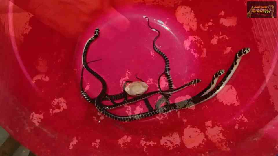 King Cobra Eggs Hatching | Top 10 Venomous Snakes