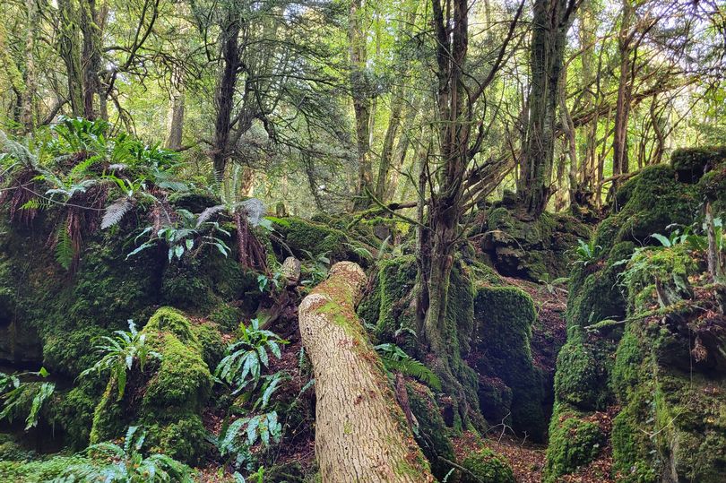 Ancient forest that's 'most magical place on Earth' is just an hour ...