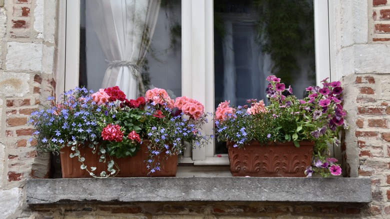 The 17 Best Flowers That Will Thrive In Window Boxes
