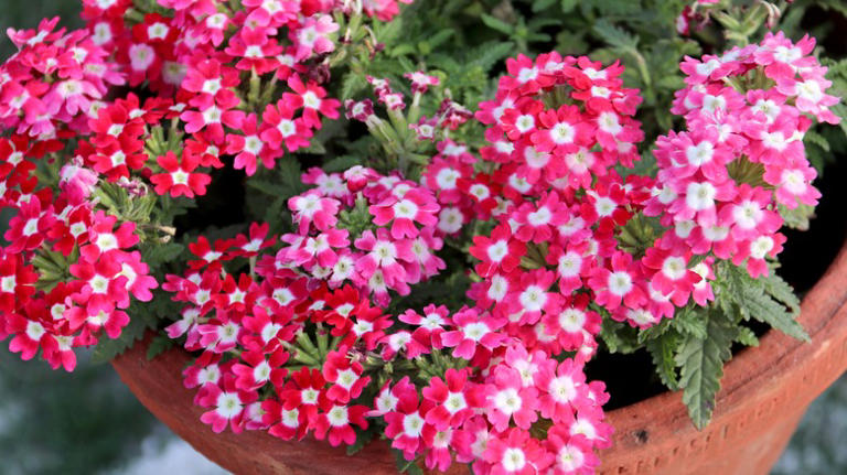 The 17 Best Flowers That Will Thrive In Window Boxes