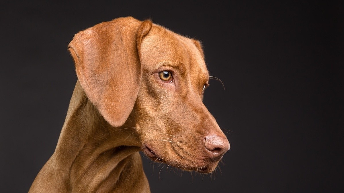 These 8 foods are secretly toxic to your dog