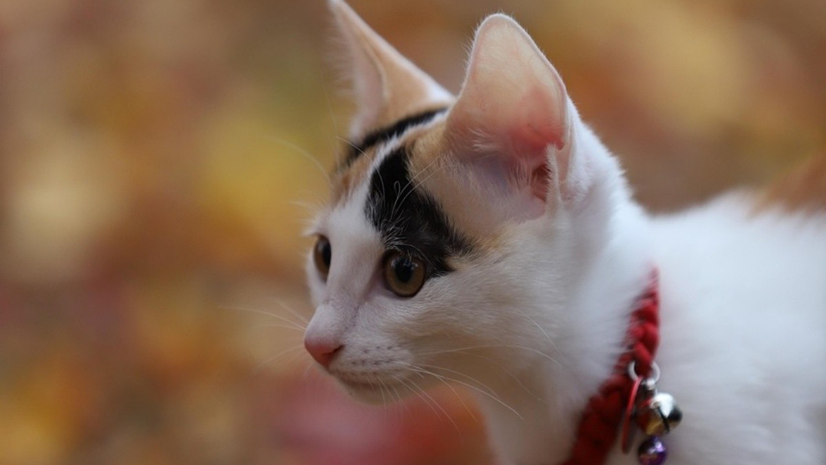 Male or female cat? These 10 signs help you easily tell them apart.