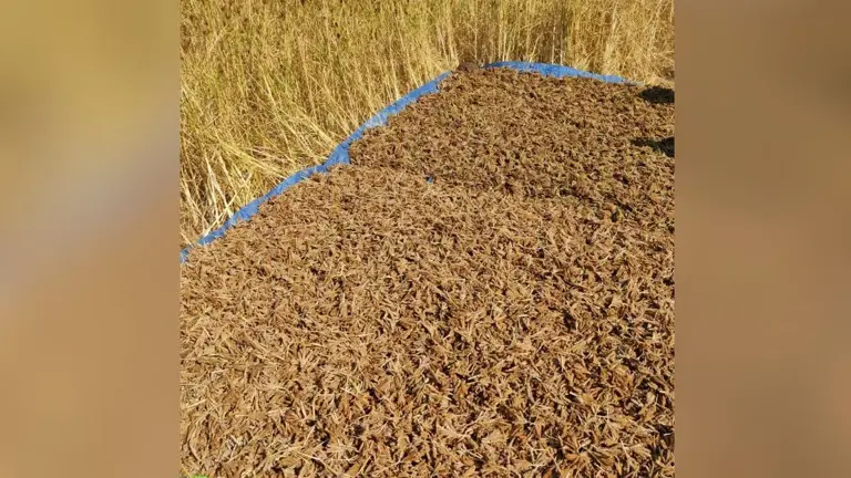 India’s millet standard gains recognition at Codex executive committee ...