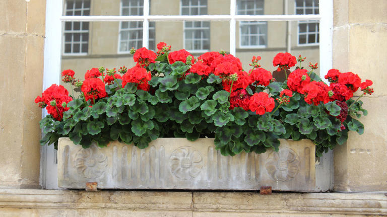 The 17 Best Flowers That Will Thrive In Window Boxes
