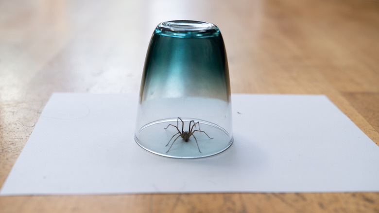 7 Tools To Get Rid Of Uninvited Bugs In Your House Without Killing Them