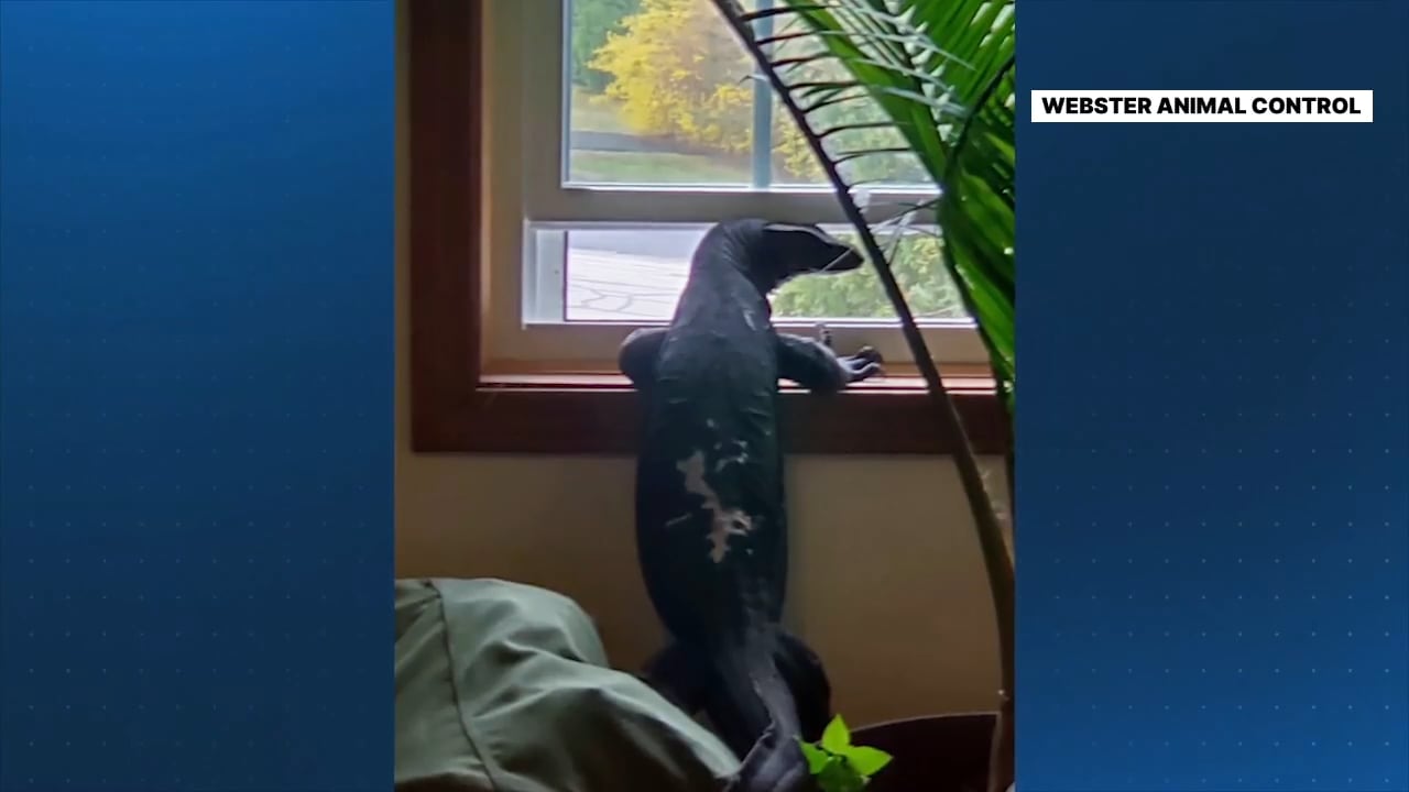 Missing lizard still on the loose in Webster