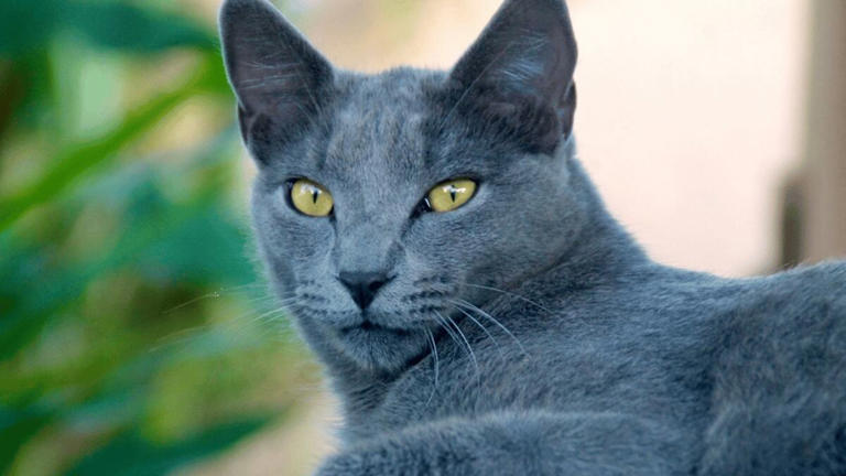El gato viral que sorprendió en redes y generó debate ¿Es de color azul?