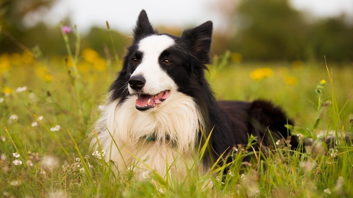 These 10 dogs understand and make themselves understood like no other