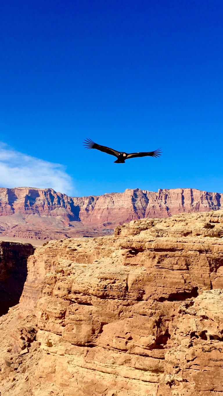 3 critically endangered California condors relocated during Arizona ...