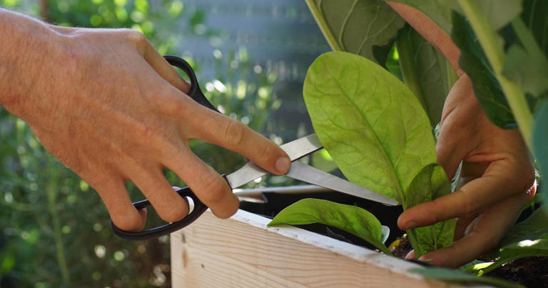 Tipos de siembra y sus técnicas: guía completa para un cultivo exitoso