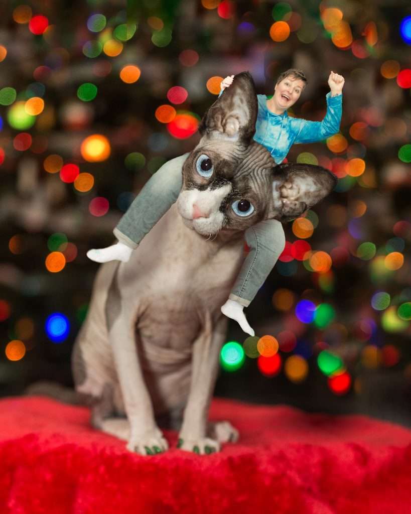 From bald cats to travel dreams: A woman over 50 blog intro