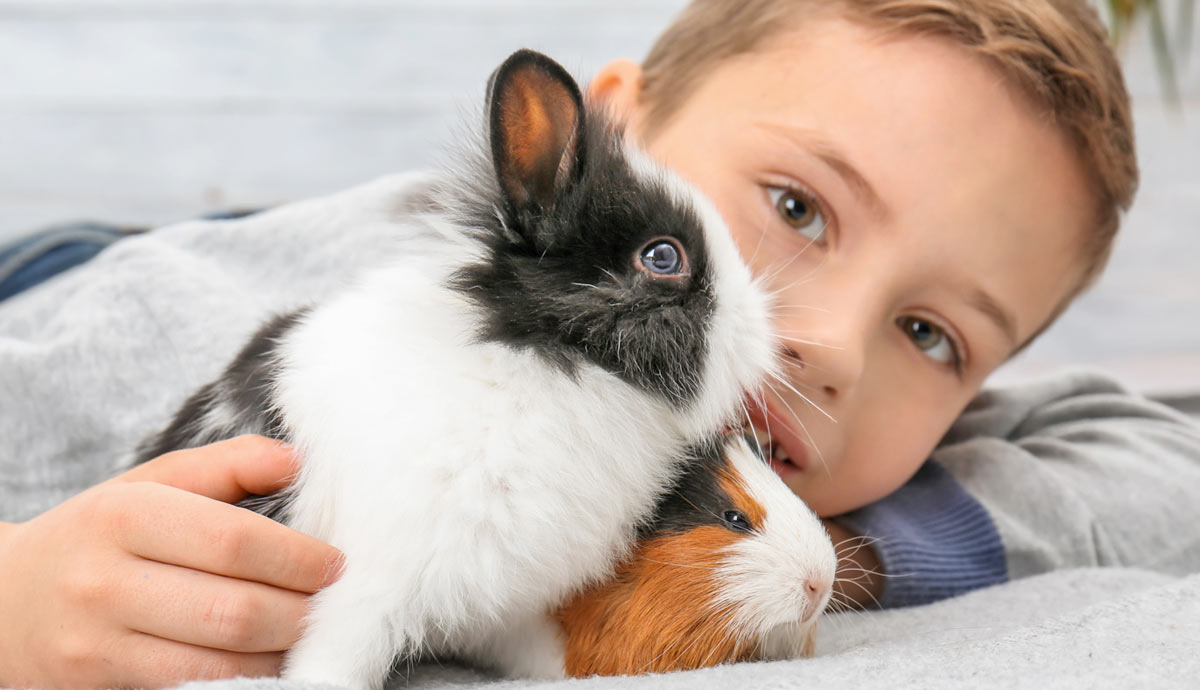 How Much Attention Do Pet Rabbits Need?