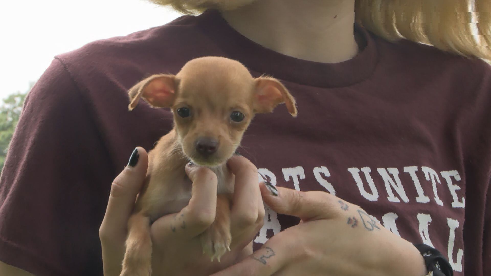 Nebraska animal rescue takes in more than two dozen dogs displaced by ...
