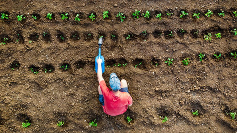 The Best Way To Plant Sweet Corn For A Gardenful Of Plump Ears And ...