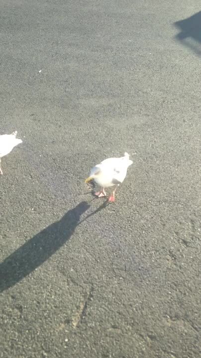 Welshman Teaches Seagull to Dance