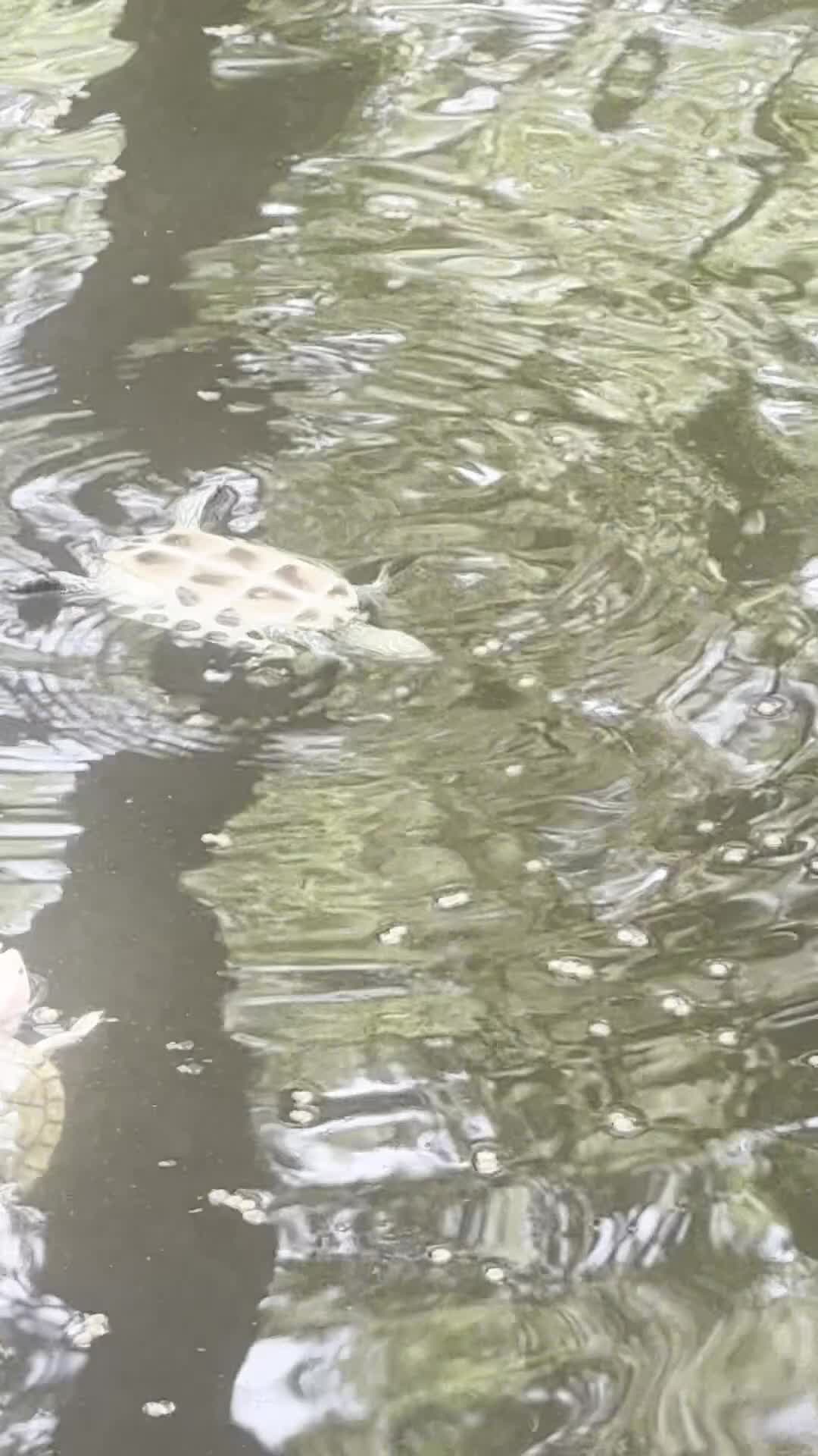 Chinese Golden Thread Turtle Basking and Swimming Uniquely