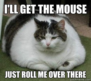 32 Hilarious Fat Cat Memes You Can’t Unsee