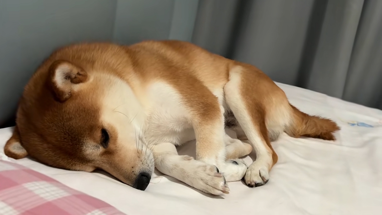 Dog lies down and lets out a deep sigh in bed in Shaanxi, China