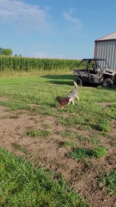 Husky and Rooster Have Fun Playing in Barn