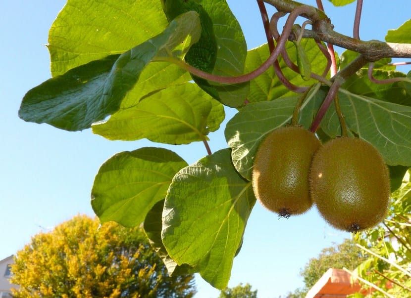 Cómo cultivar kiwis en casa: paso a paso y todos los cuidados