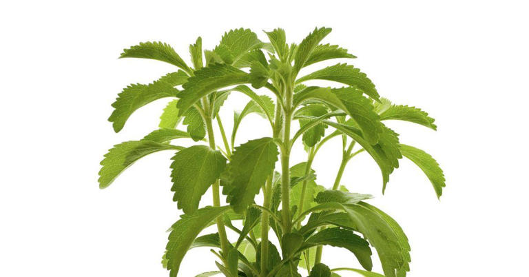 Cómo cultivar y aprovechar la Stevia en casa: Guía completa y usos
