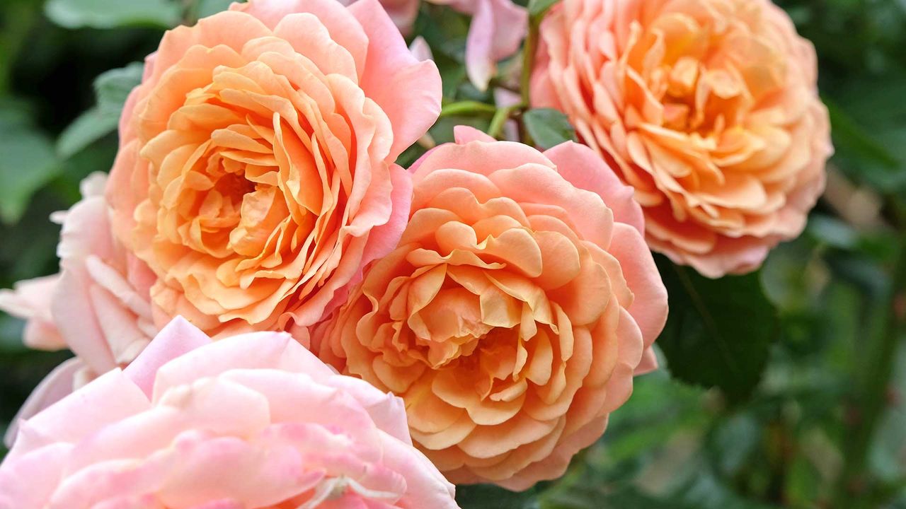 How to grow roses – experts share advice for beautiful, healthy blooms